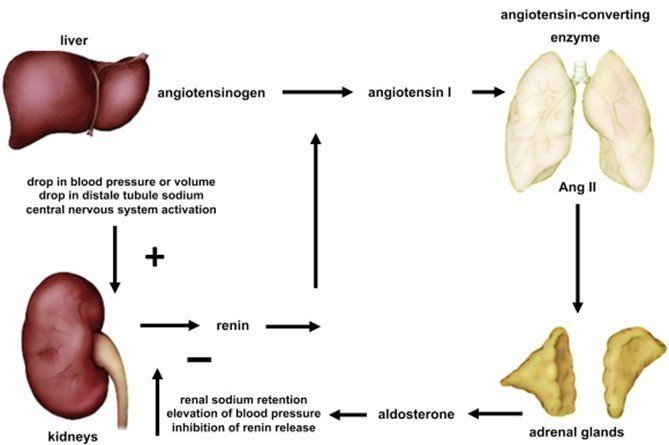 Low Renin Levels, High Blood Pressure and Adrenal Tumors: 6 Things ...